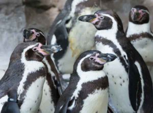 St Louis Zoo: A Guide to the Ultimate Wildlife Experience