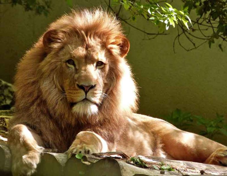 St Louis Zoo: A Guide to the Ultimate Wildlife Experience